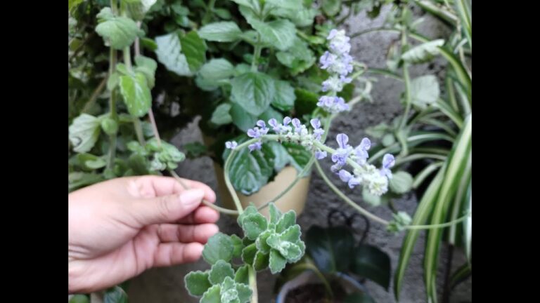 Guía de precios de la planta de Vaporub: todo lo que necesitas saber ...