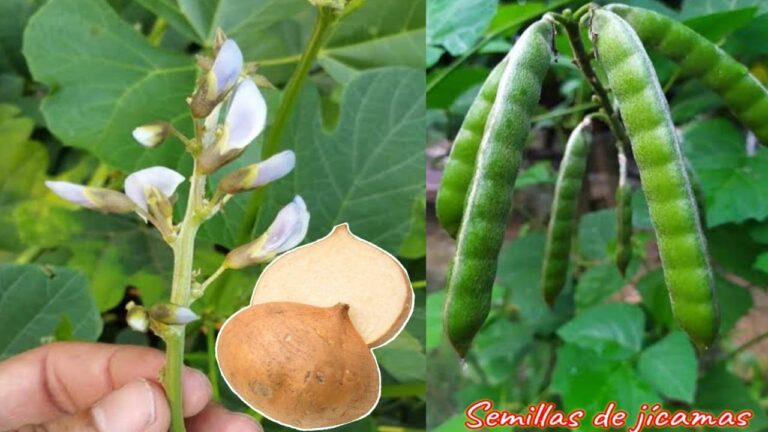Origen de las Jícamas: Descubre su procedencia | Actualizado enero 2026
