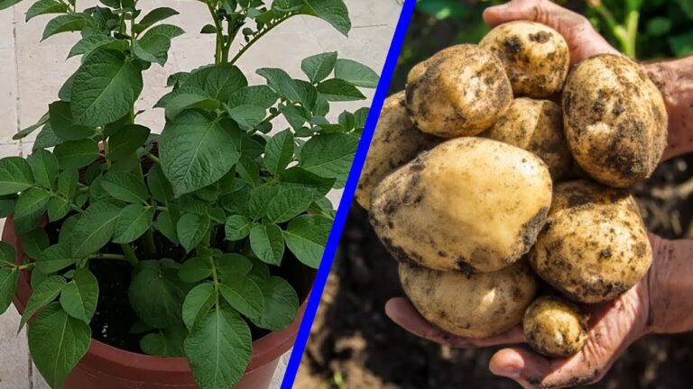 Guía para cosechar papas en macetas | Actualizado marzo 2026