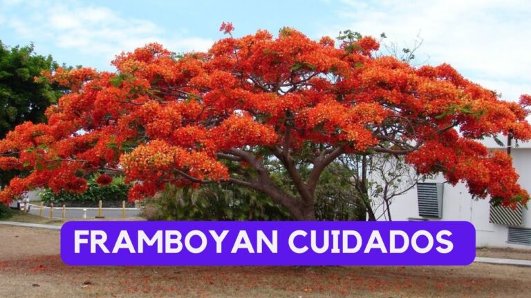 Cuidados óptimos para un árbol tabachín | Actualizado enero 2026