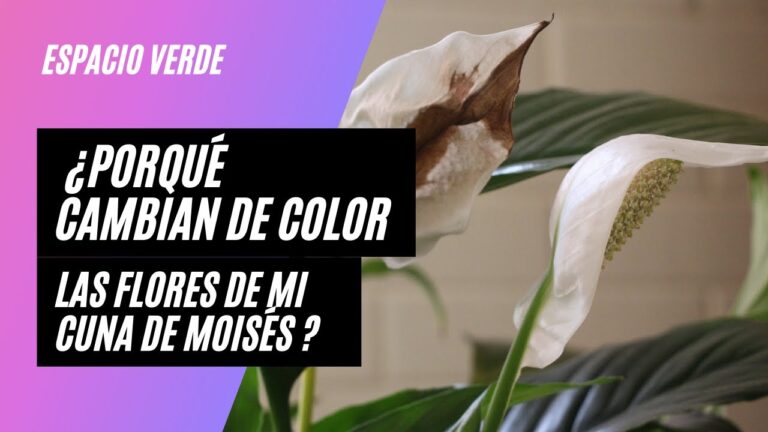 Cuna de Moisés de Colores: Estilo y Funcionalidad para el Bebé ...