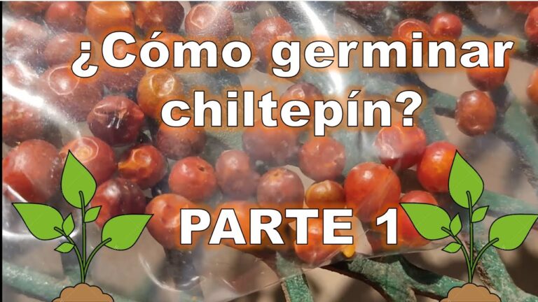 Receta de Salsa de Semilla de Chile Chiltepin: El Sabor Auténtico de ...