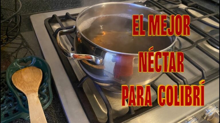Cómo Preparar Néctar para Colibrí: Receta Fácil y Rápida | Actualizado ...