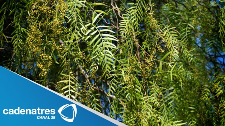 Beneficios de bañarse con pirul | Actualizado enero 2026